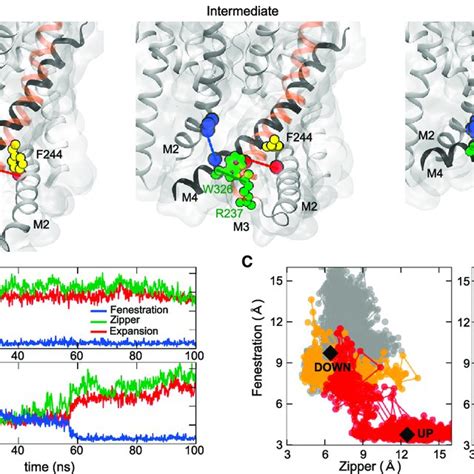 Sequential Rearrangement Of The Tm Helices During Membrane Stretch