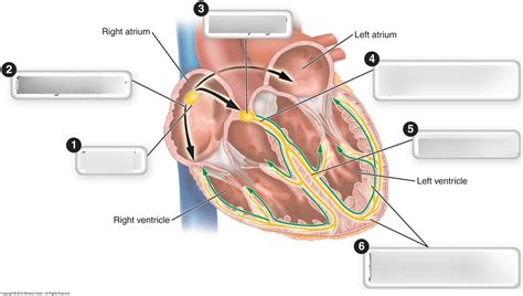 Conduction System Of The Heart Diagram Quizlet