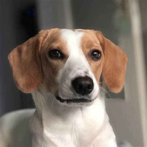 This Is My Rescue Ruby She Was Found On The Street In Cyprus At Just