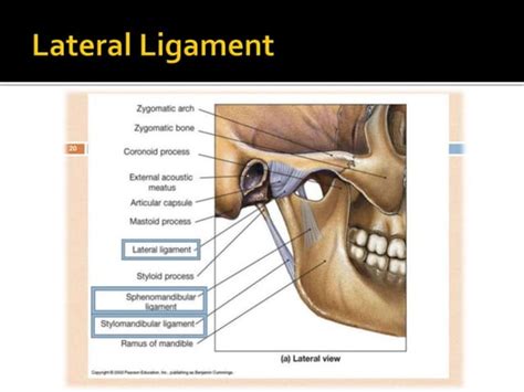 Temporo Mandibular Joint Ppt Free Download