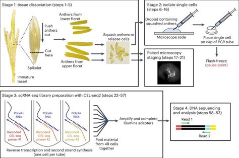 Association For Single Cell Analysis Asca On Linkedin Single Cell Rna Seq Of Maize Meiocytes