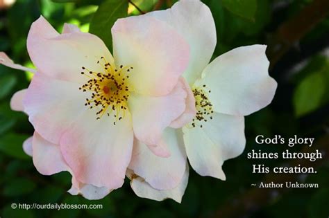 God Shines His Light Quotes Quotesgram