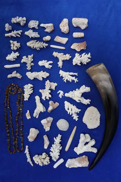 Lot Selection Of Coral Etc