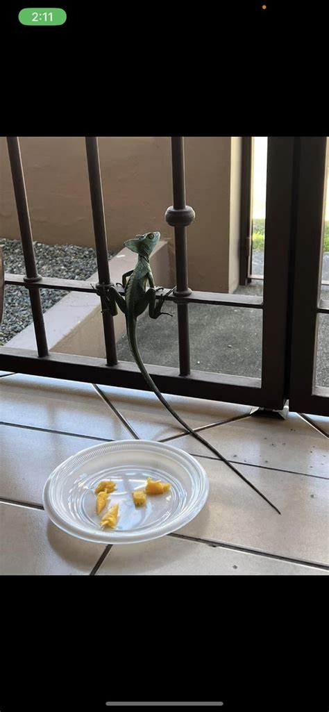 Does Anyone Know What Lizard This Is Rlizards