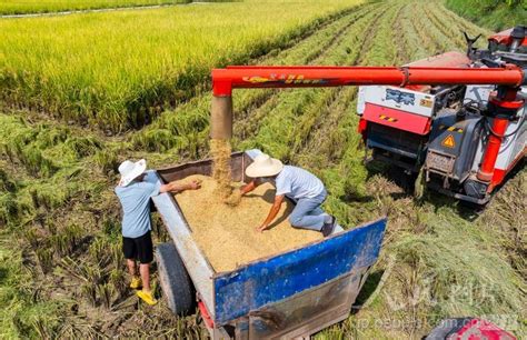 四川巴中：抢收水稻 颗粒归仓 人民图片网