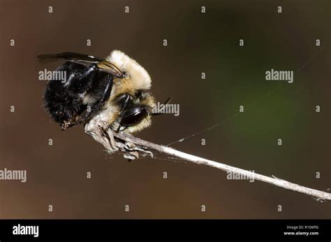 Digger Bee Anthophora Abrupta Sleeping While Attached To Branch With