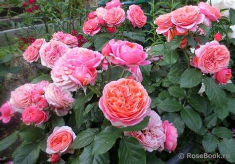 Роза Мэри Энн Фото И Описание – Telegraph