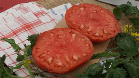 Мясистый. Сочный. Урожайный. Томат Бийская роза | Семена Алтая. Дачные ...