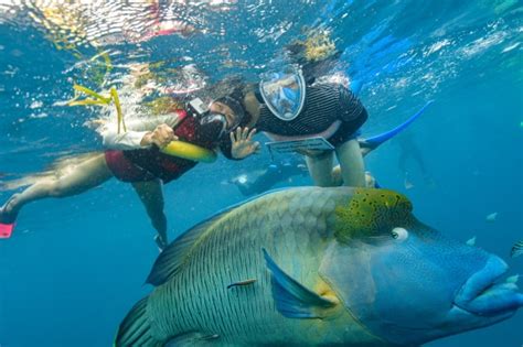 호주 바다 느끼러 온 케언즈 그레이트 배리어 리프 투어 후기 리프매직 스쿠버 다이빙 네이버 블로그