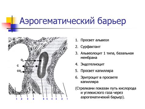 Дыхательная система. Гистология - презентация онлайн