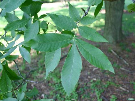 Red Hickory Carya Ovalis The Morton Arboretum
