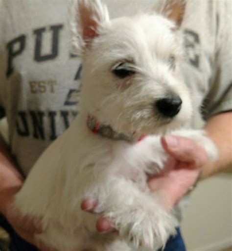 West Highland White Terrier Puppies For Sale Woodburn In 263527