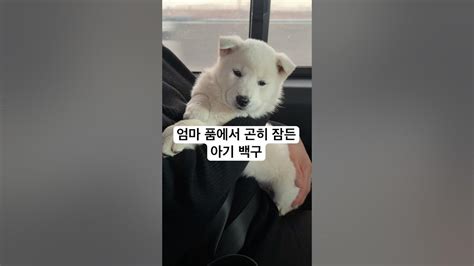 멀미도 하지 않고 엄마 품에서 곤히 잠든 기특한 아기 진돗개 백구 행복이 아기백구 아기진돗개 Youtube