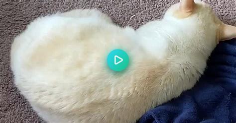 A Series Of Boops For My Napping Snuggle Bugs Album On Imgur