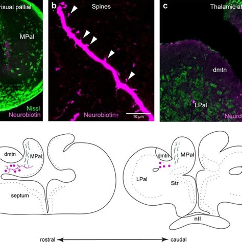 Visual Cortical Neurons Related To Fig 1 A Photomicrograph Of