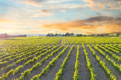 Premium Ai Image Soybean Field