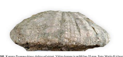 Test Of Regular Echinoid Psammechinus Dubius From The Side Lateral