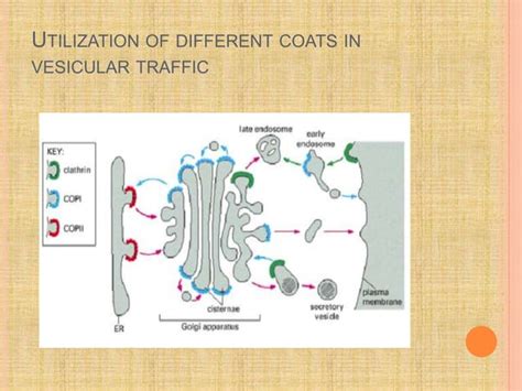 Protein Sorting And Targeting Pptx