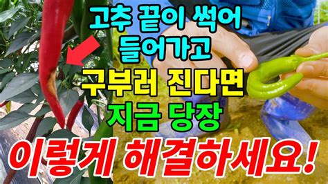 고추 끝이 썩어들어가고 구부러진다면 당장 이것을 하셔야 합니다 Youtube