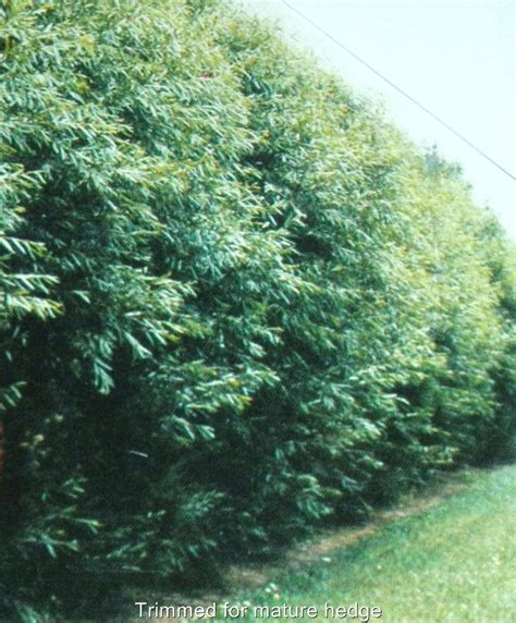 16 Austree Hybrid Willow Trees Salix Matsudana X Alba Austrees