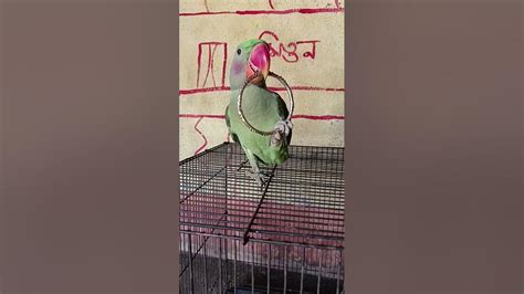 Mummy Mummy Talking My 🦜 Funny 🤣 So Cute 🥰 Youtube