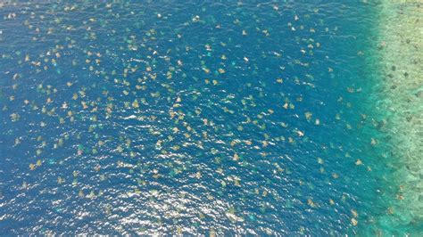 Un Dron Capta 64000 Tortugas Marinas En La Gran Barrera De Coral