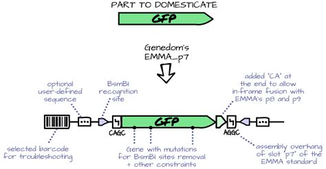 GitHub Edinburgh Genome Foundry Genedom Batch Domestication Of Genetic Parts With Python