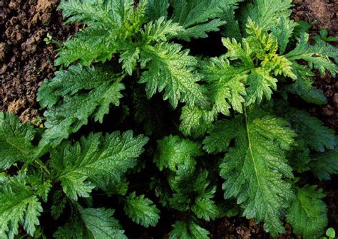 171马鞭草 海南中药资源