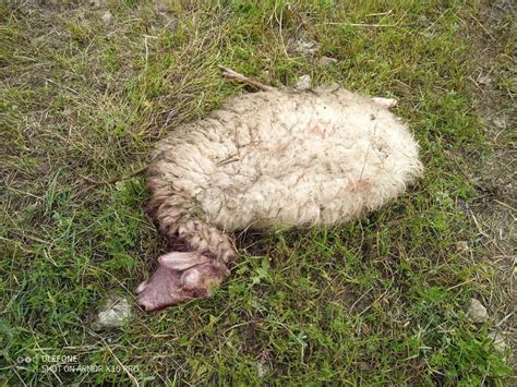 Le Predazioni Non Si Fermano Allevamenti A Rischio Maremma News