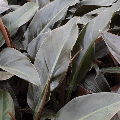 Philodendron Autumn Falls 9cm Pot Tropical Plants Uk