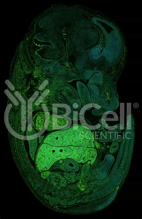 Dystrophin Dmd Antibody Bicell Scientific®