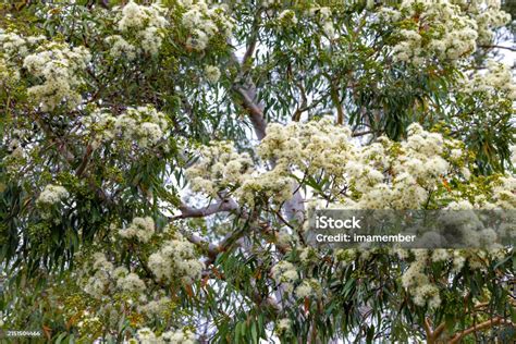 Flowering Eucalyptus Tree In Spring With Soft White Flowers And Buds