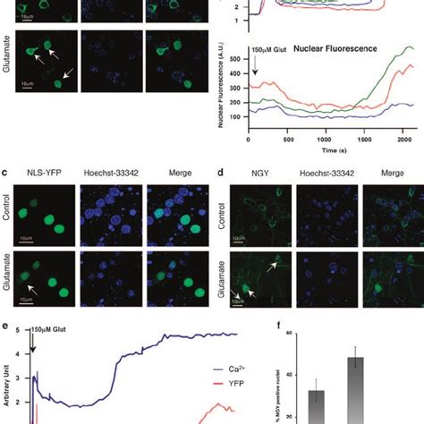 Increase Of Nuclear Permeability During Glutamate Mediated Cell Death