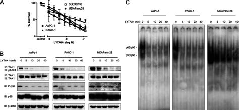 Activity Of The Tgf B Activated Kinase 1 Tak1 Kinaseselective