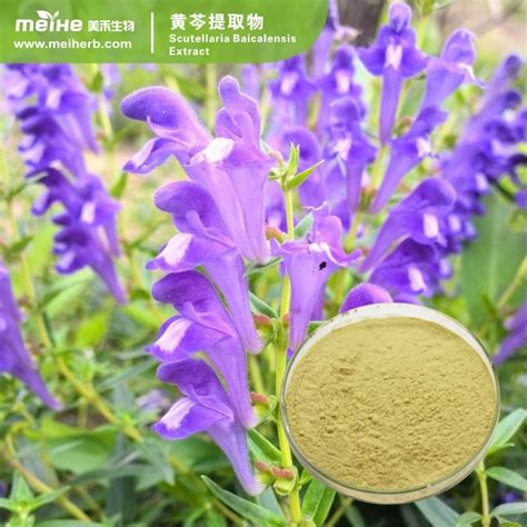 Natural Extracts Scutellaria Baicalensis Baicalin Powder Factory Price