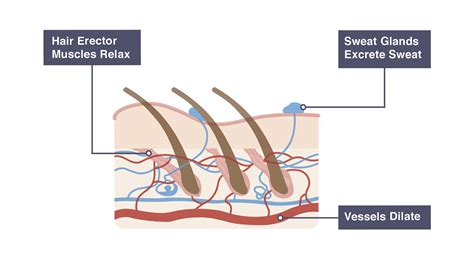 Igcse Biology 2017 2 93 Describe The Role Of The Skin In Temperature Regulation With Reference