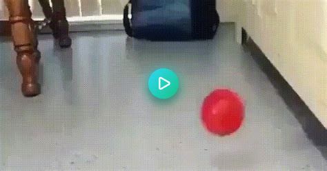 Derpy Doge Is So Derpy  On Imgur