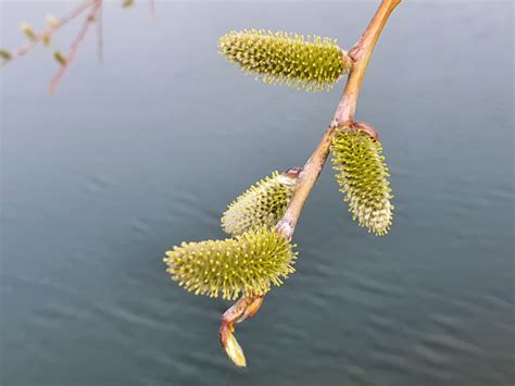 강병로의 산야초 톡Ⅱ 40 버드나무 경직된 사회 버드나무 유연함 필요