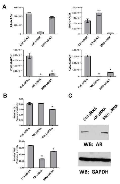 Smo Knockdown Affects Androgen Responsive Gene Expression In