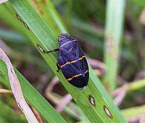State Measure To Help Combat Invasive Two Line Spittlebug West Hawaii Today