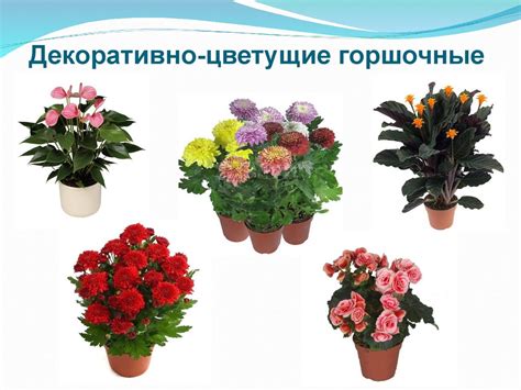 Комнатные растения в жизни человека. Размещение их в интерьере ...