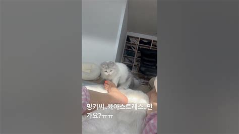 고양이 육아스트레스인가왜브리티쉬롱헤어밍키는육아중 Youtube