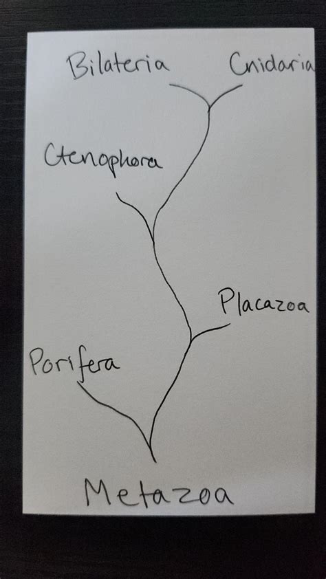 Proposed Phylogenetic Relationships Between Metazoa Album On Imgur