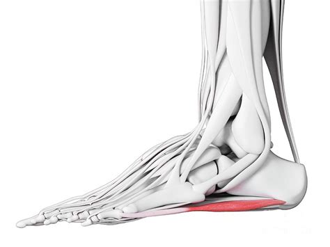 Abductus Digiti Minimi Muscle Photograph By Sebastian Kaulitzkiscience