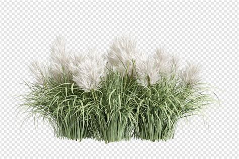 Various Types Of Grass Rendering Isolated Premium Psd