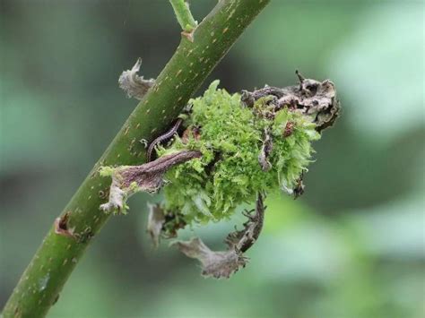 Phytoplasma Disease In Plants Identify Control And Prevention Tips