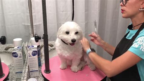 Maltese Mini Grooming At Home For Beginners Youtube