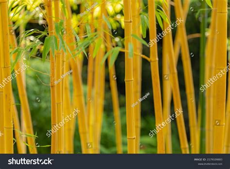 Phyllostachys Aurea