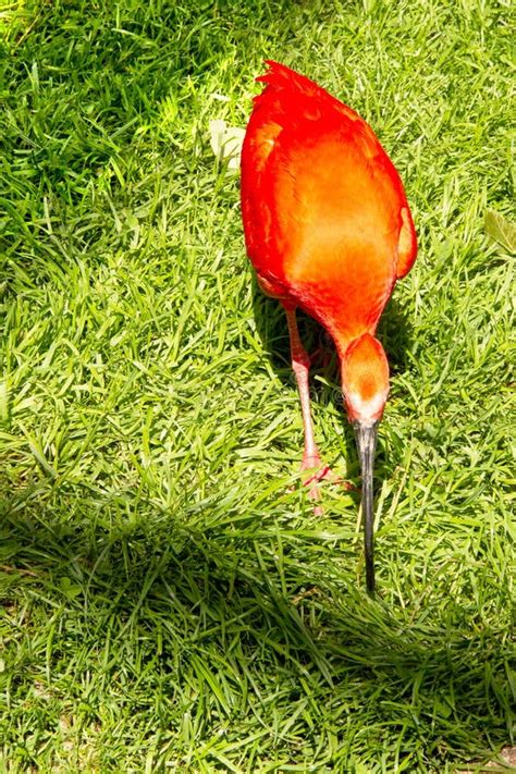 Vista Frontal De Un Ibis Escarlata Eudocimus Ruber Es Una Especie Del