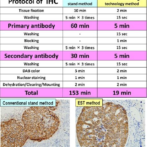 Protocol Of Immunohistochemical Staining Download Scientific Diagram